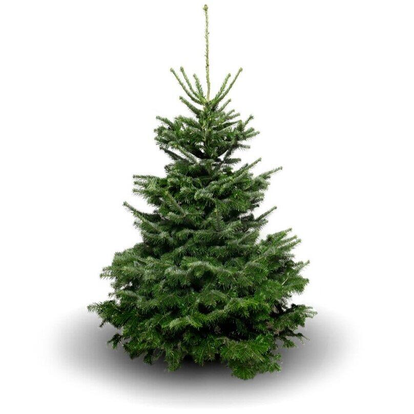 Nordman Fir Premium Cut Christmas tree