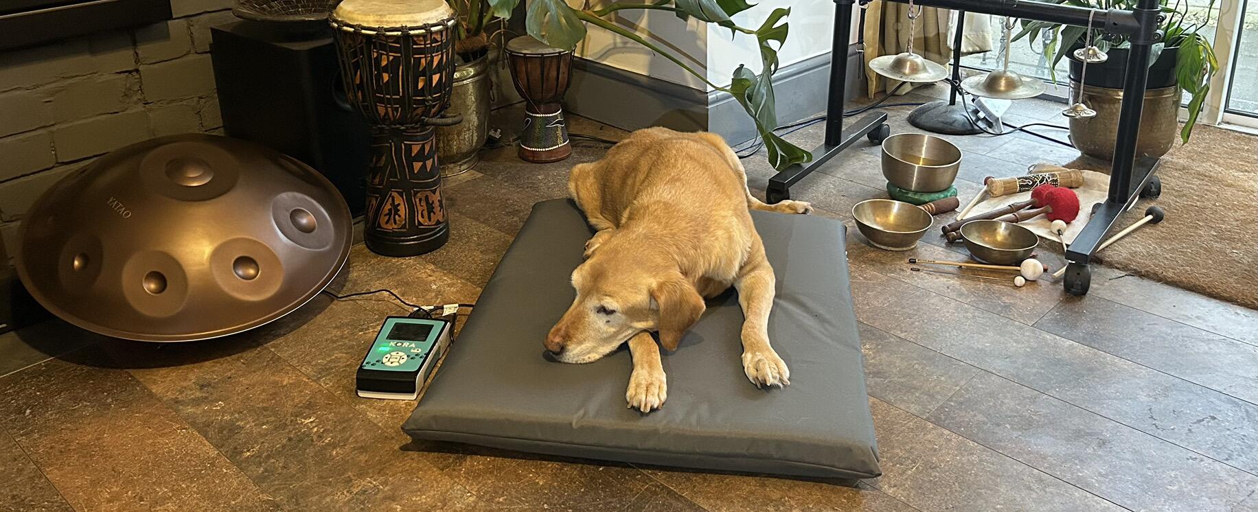 Clinical Grade PEMF Devices For Dogs | Zen Dog Health