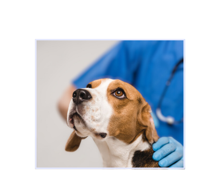 Signs of Chronic Pain in Dogs (and How PEMF can Help)