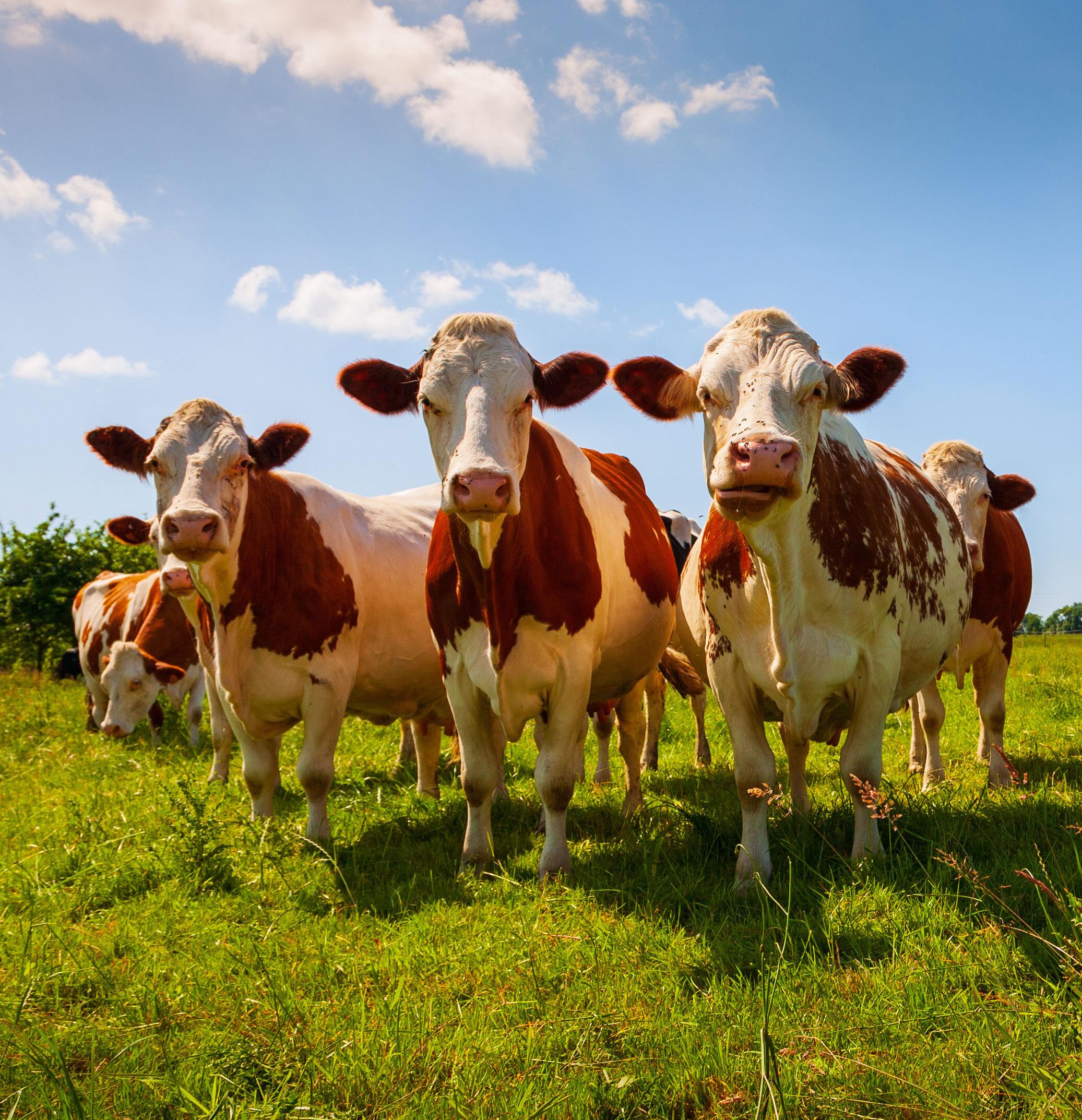 The Agrishop: Cattle Supplies For Healthier Herds