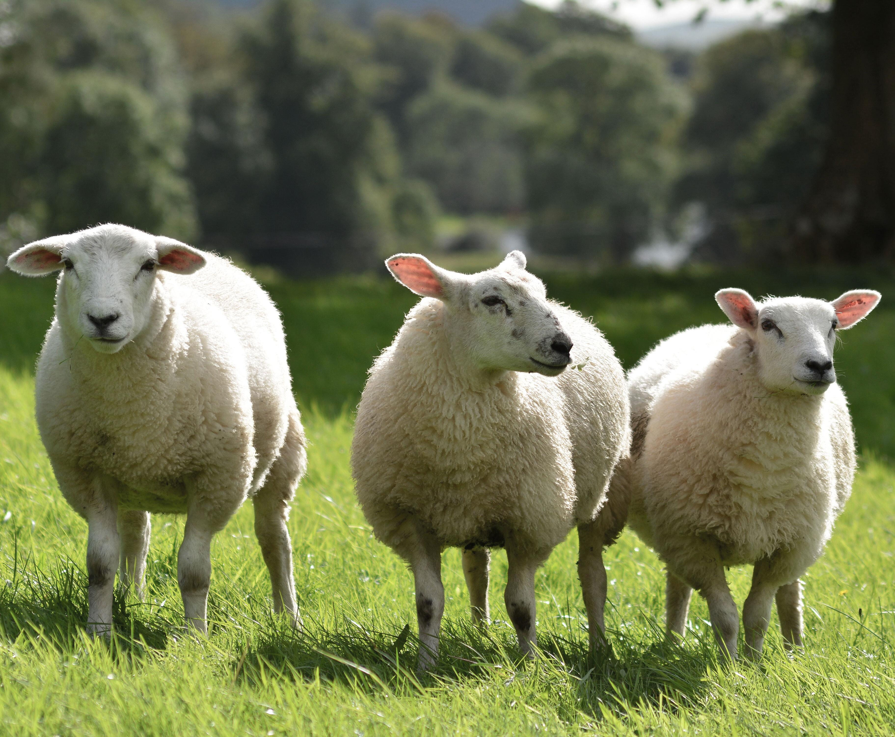 The Agrishop - sheep equipment and lambing supplies