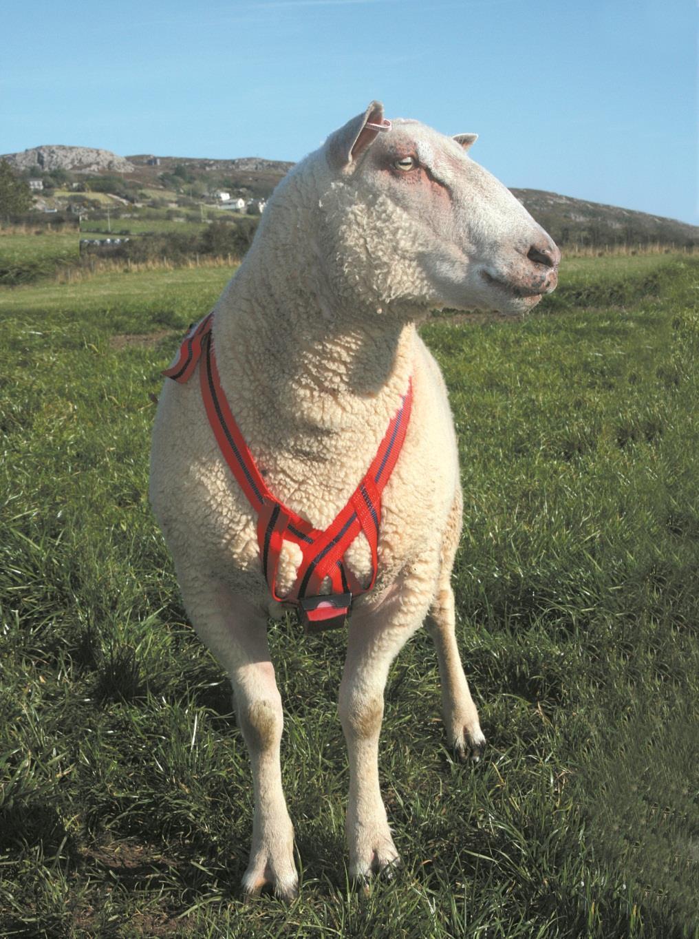 MatingMark Deluxe Breeding Harness